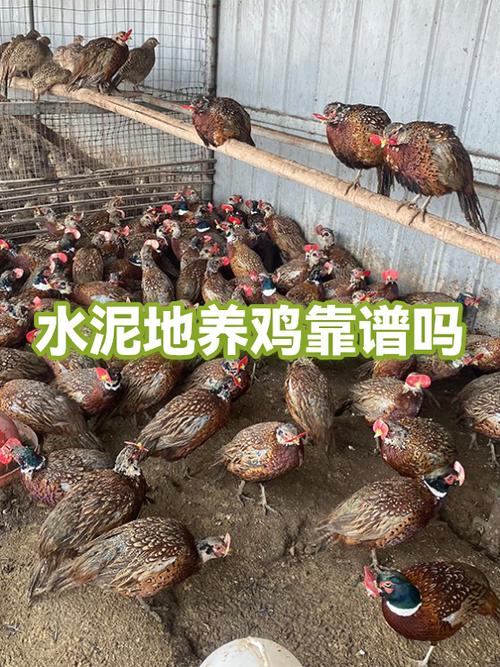 养鸡能赚钱吗图标