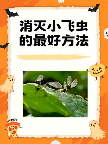 灭小飞虫最有效的方法截图
