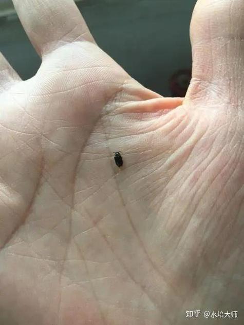 花盆里的小黑飞虫怎么处理图标
