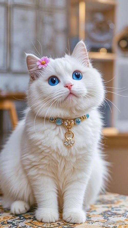 调皮可爱萌图猫图标