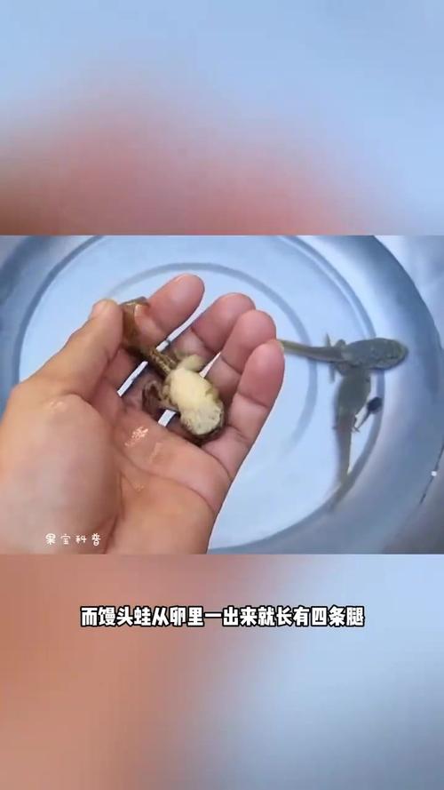 散疣短头蛙多少钱一只图标