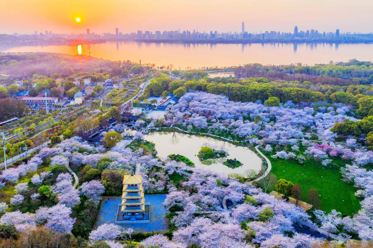 武汉樱花树绽放截图