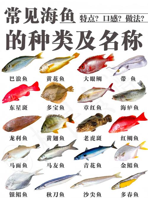 海鱼种类名称图片大全图标