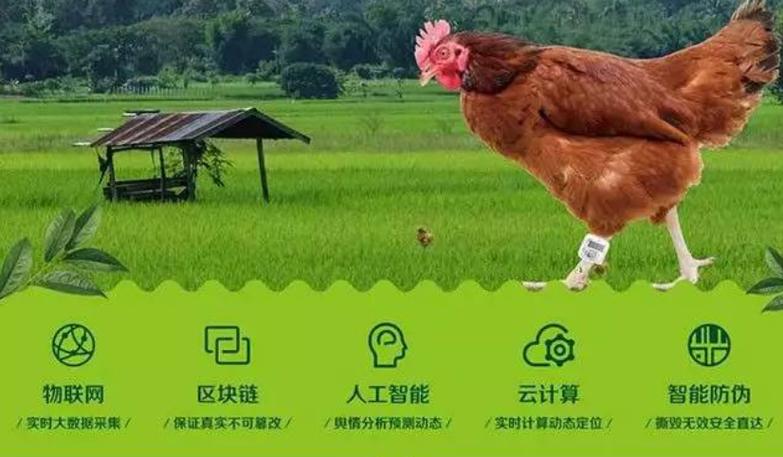 京东区块链养鸡截图