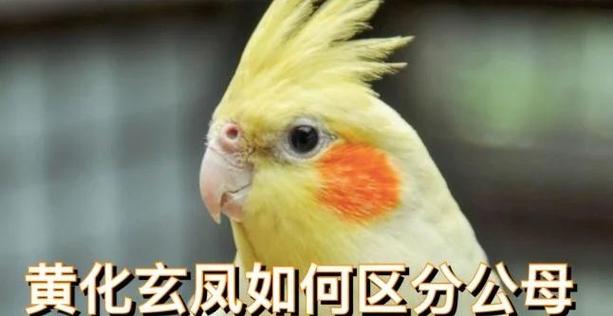 黄化鹦鹉怎么分雌雄