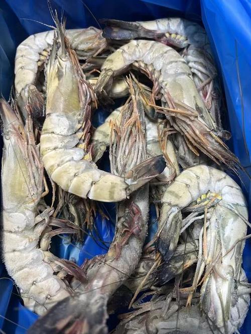 冷冻黑虎虾最佳吃法图标