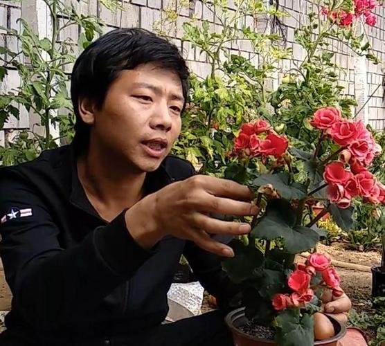 开薪花7天图标