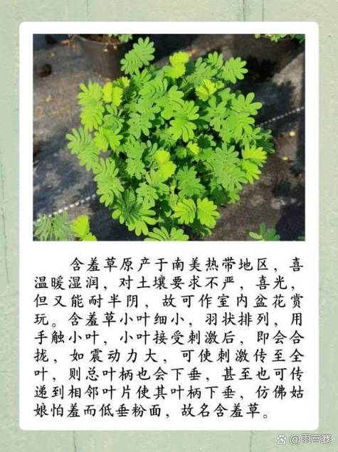 含羞草的剧情简介图标