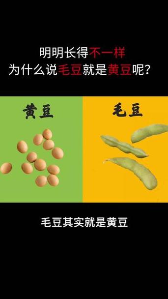 毛豆和黄豆的营养区别