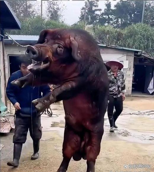太猛了是什么意思图标