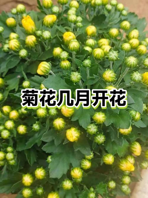 菊花什么时候开花季节图标