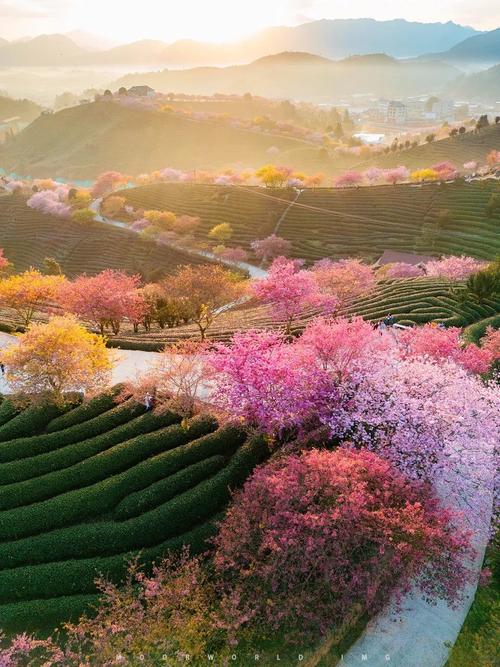 樱花哪里的最好看图标