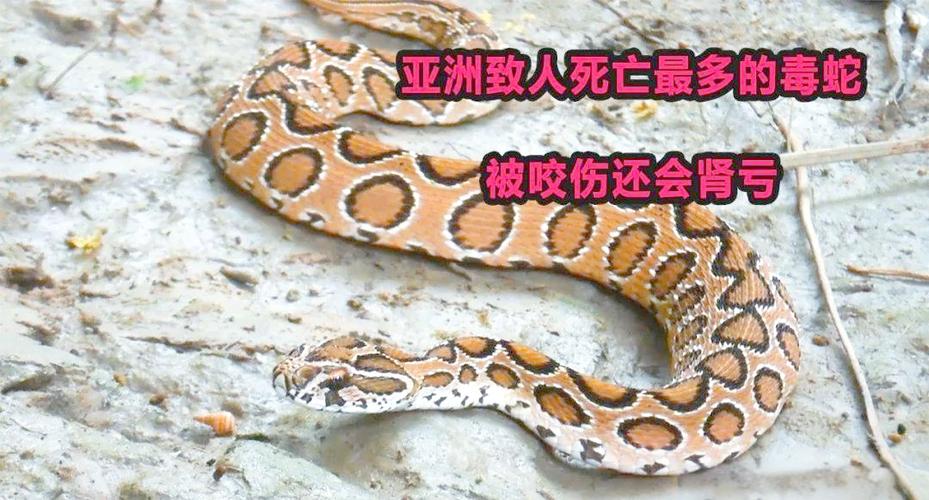 蝰蛇的毒性有多强截图