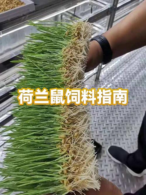 饲料鼠怎么养图标