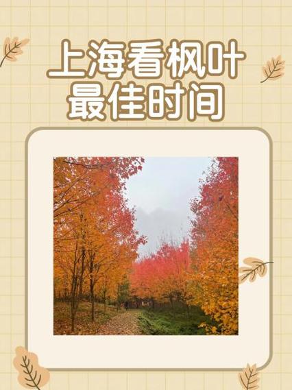 每个月4元的那个枫叶软件库截图