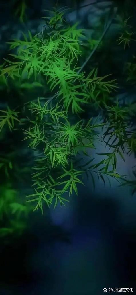 闪光灯和摄像头都不亮图标