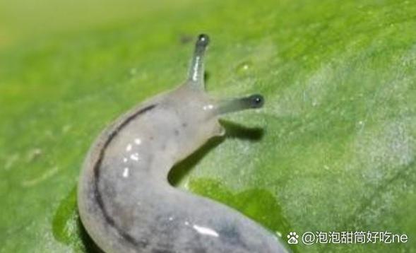 粘液虫的照片截图