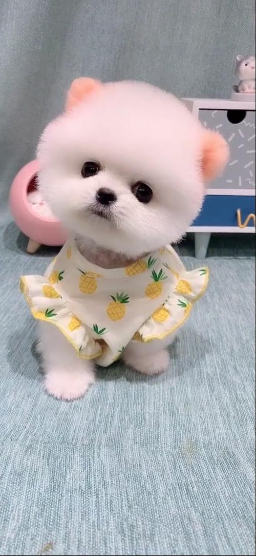 看小狗狗的图片图标