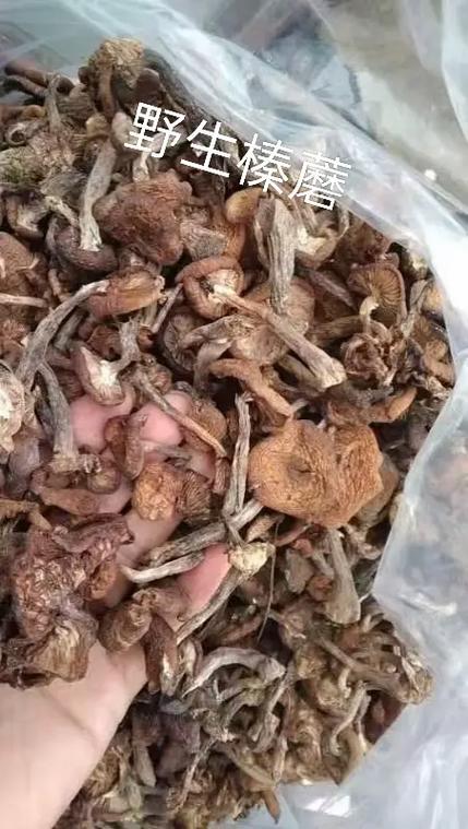 和榛蘑相似的蘑菇是什么蘑菇图标