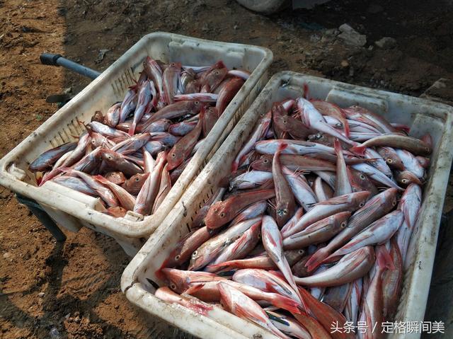 红头鱼为何被禁止食用截图