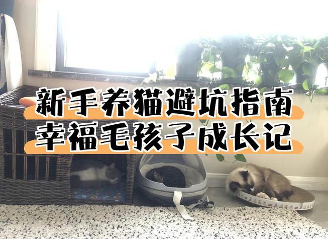 6个月猫算成年猫了吗图标