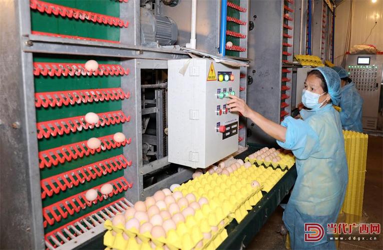 小鸡加工厂图标