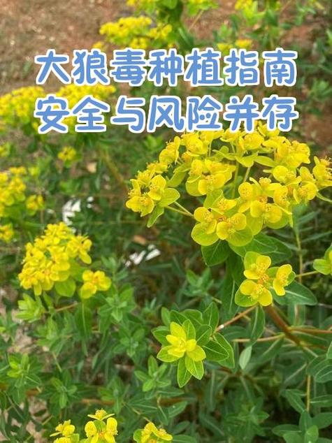 生化危机8狼毒满级多少钱图标