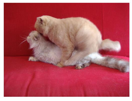 猫的动作视频截图