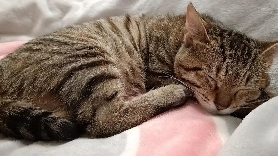 睡着的小猫咪无敌版图标