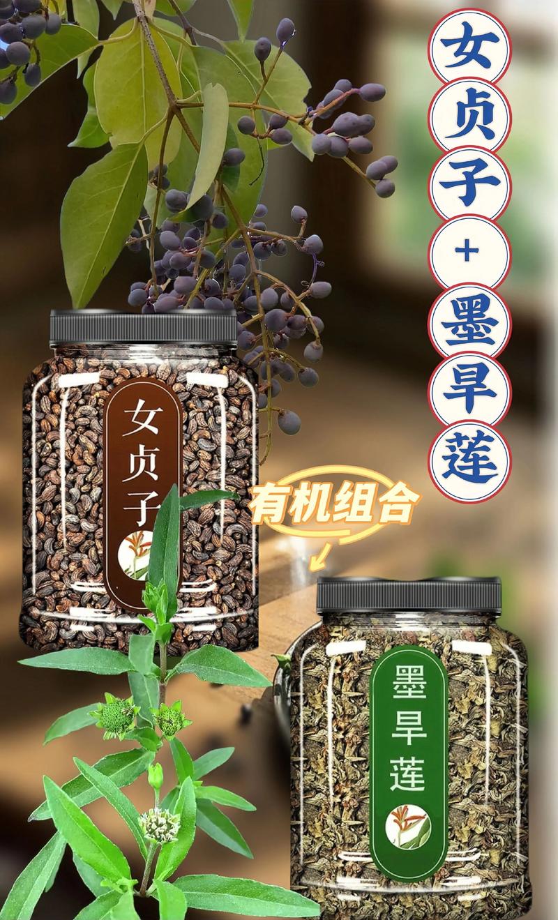 女贞子能治白头发吗图标