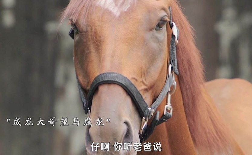 扮演赤兔的马是谁图标