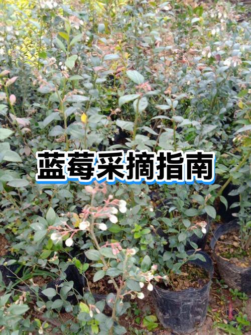 附近哪里有蓝莓采摘园图标
