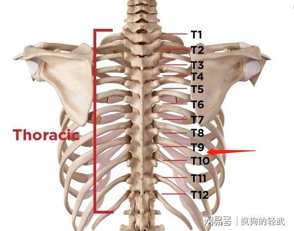 胸椎描述正确的是