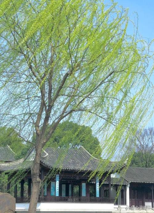 先生柳是什么意思图标
