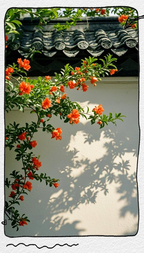 石榴花的图片图标