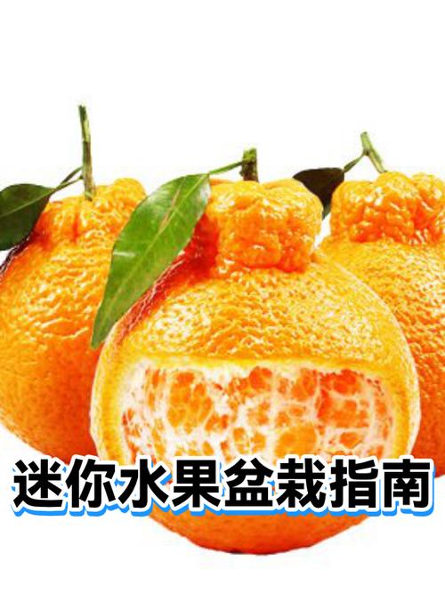 迷你世界水果摊教程