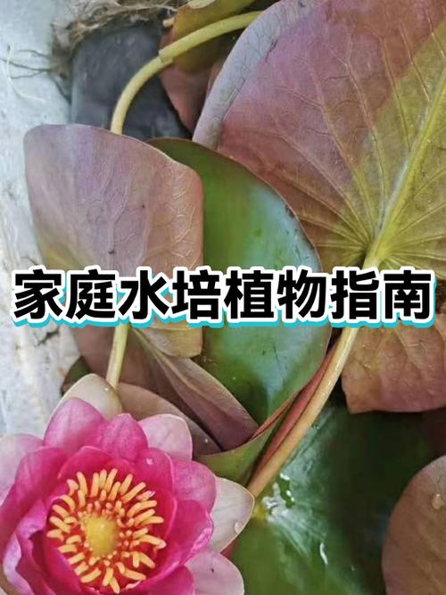 水培植物的种植方法图标