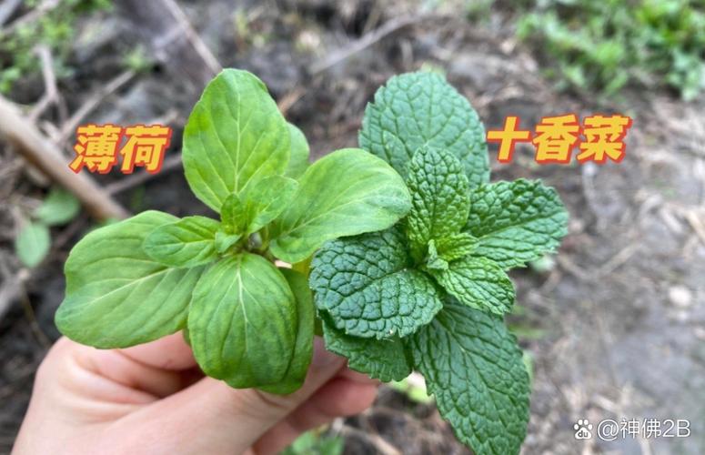 野薄荷和薄荷的区别图标