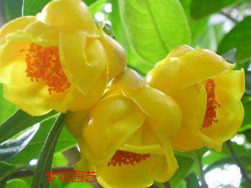 金花茶花截图