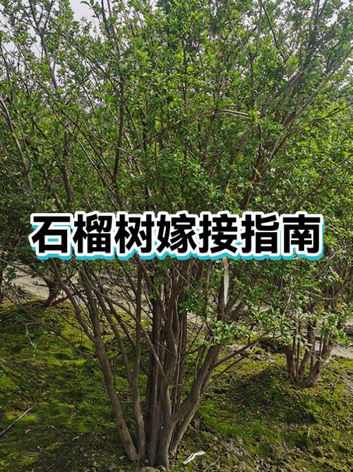 石榴树需要嫁接吗图标