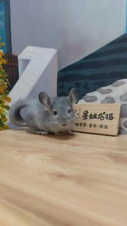 卖龙猫的渠道图标
