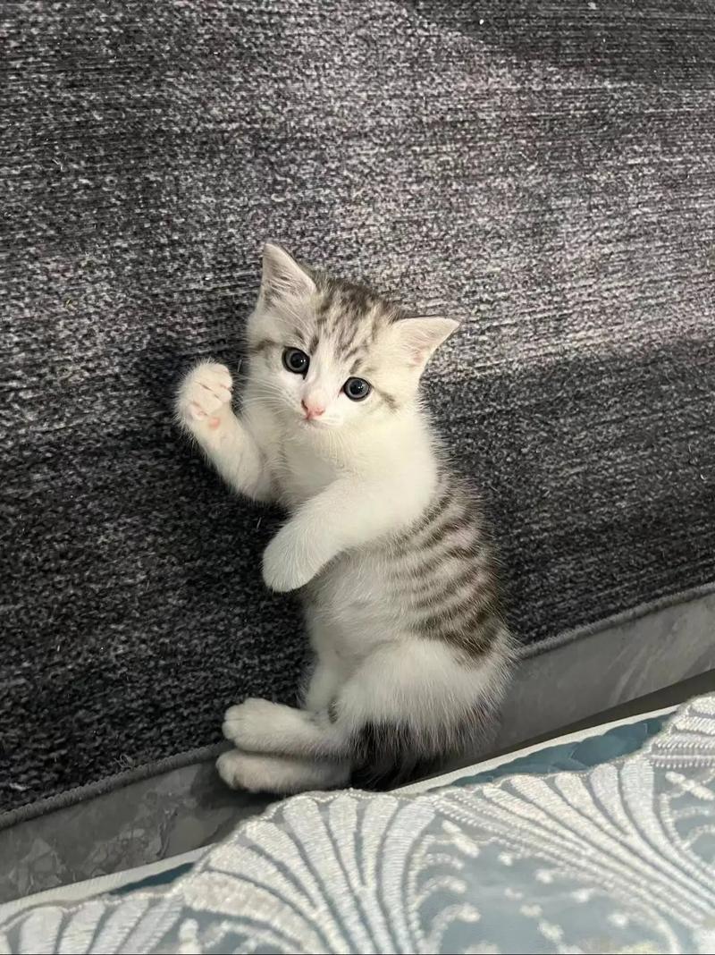 旧猫一直跟着新来的猫咪图标