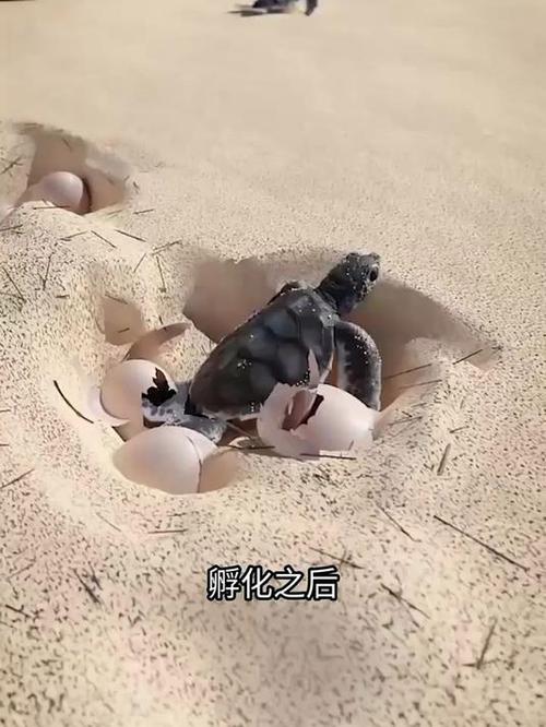 海龟孵蛋截图
