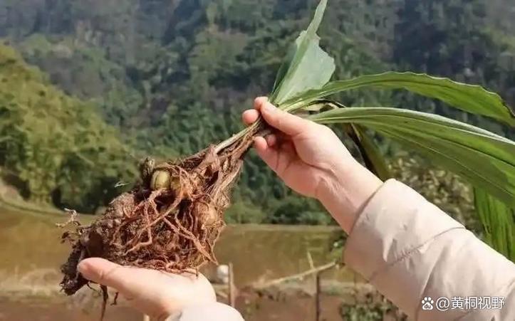 农村种植什么药材赚钱不愁销路图标