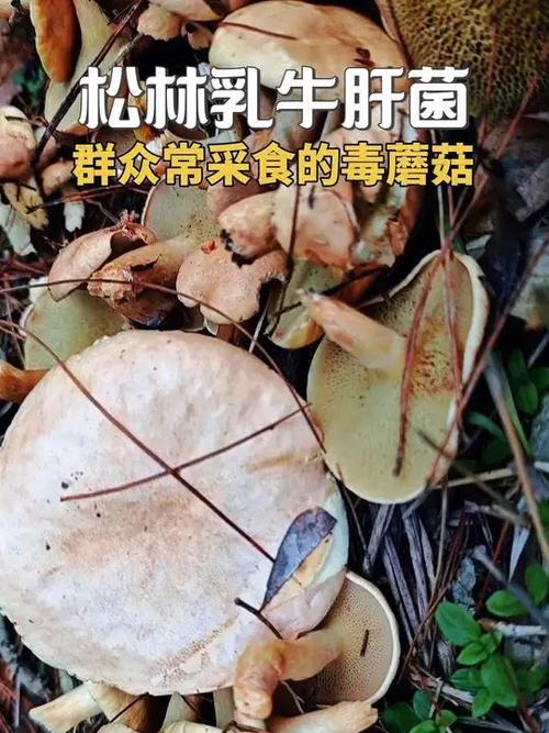 森林毒蘑菇截图