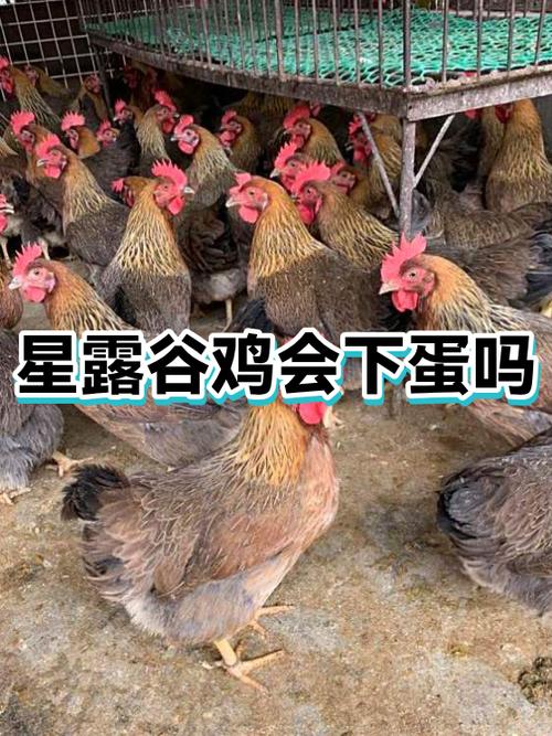 星露谷鸡什么时候生蛋