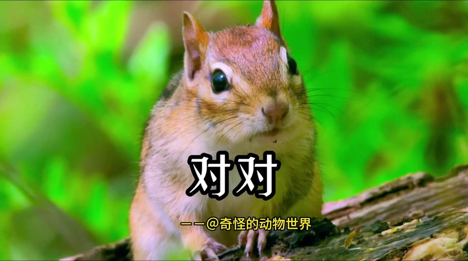 成功打一动物图标