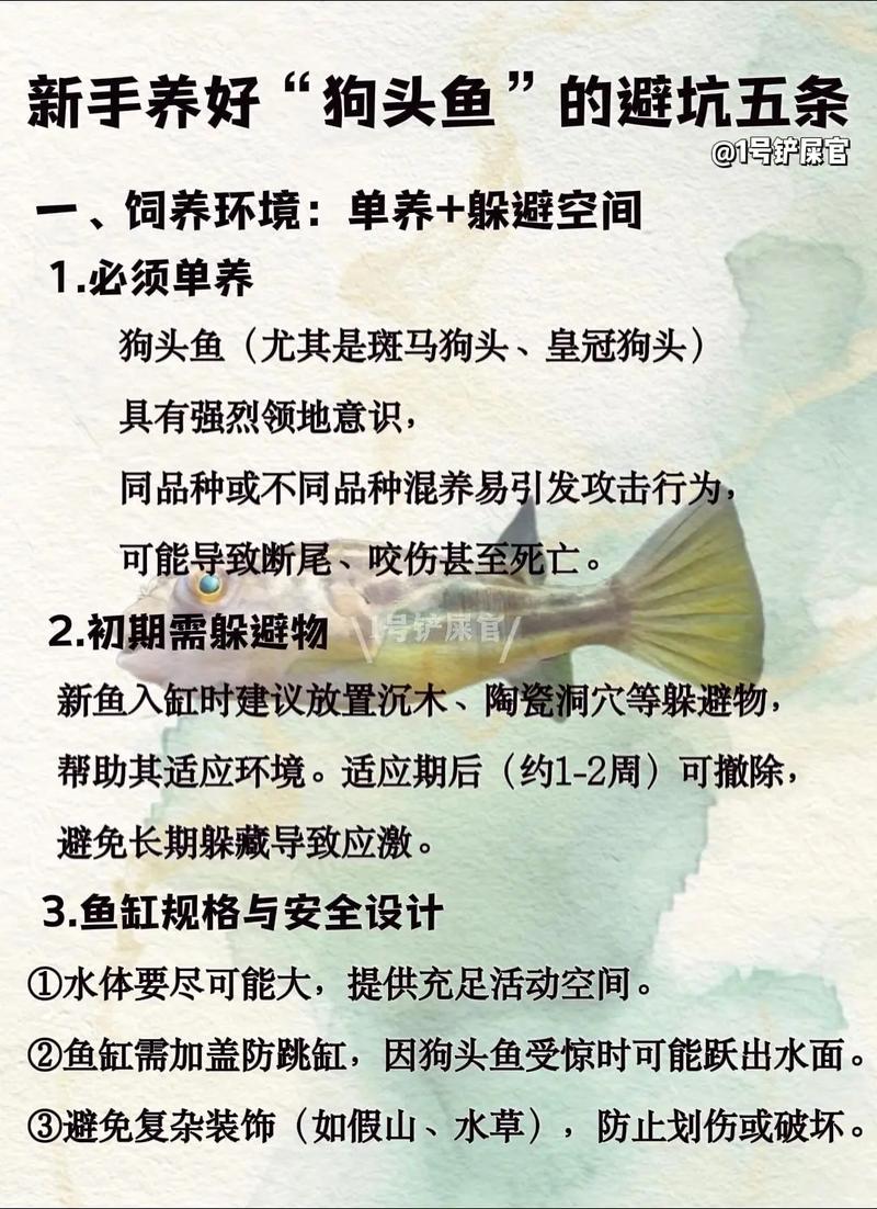 养狗头鱼需要注意什么图标