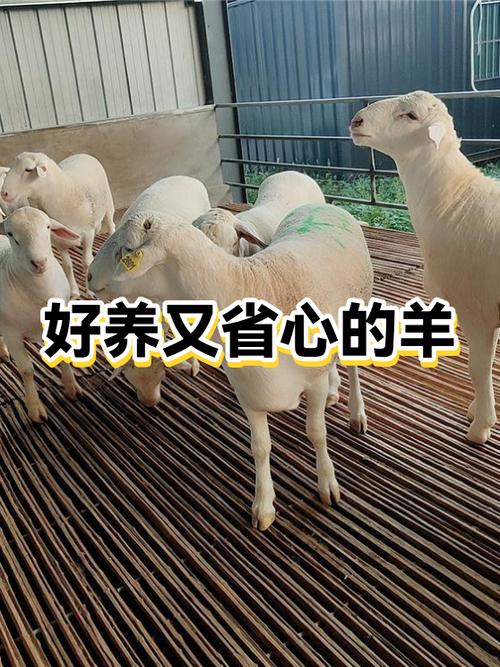 羊的正确饲养方法图标
