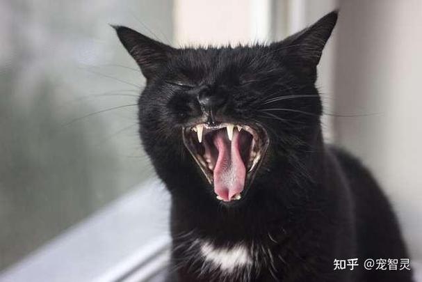 猫会模仿人的声音么图标